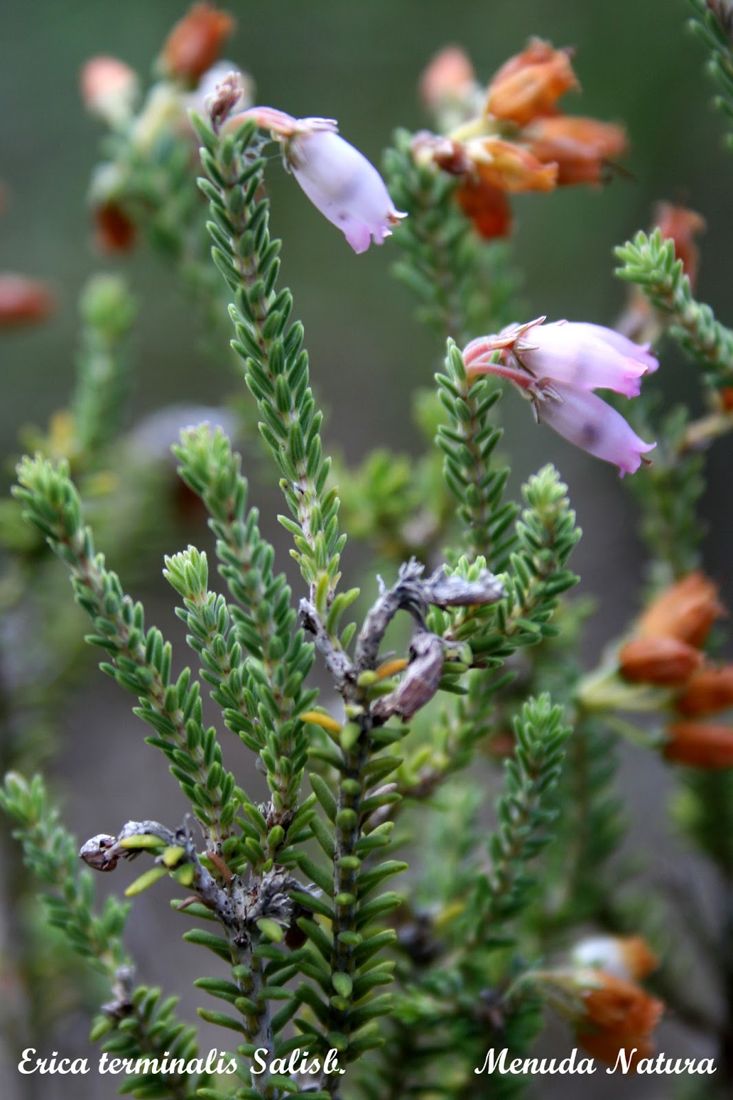Menuda Natura: Erica terminalis Salisb.