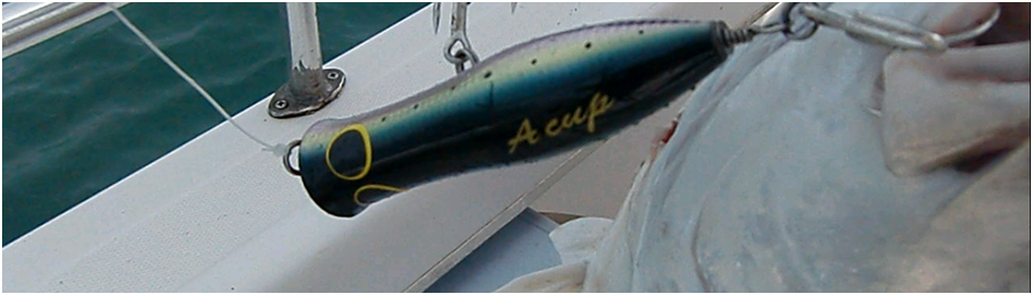 Masta'Fish guide pêche Bassin d 'Arcachon