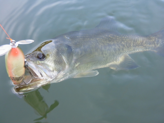 Chug-Chug! Rush, At Ease!: Fishing in the evening