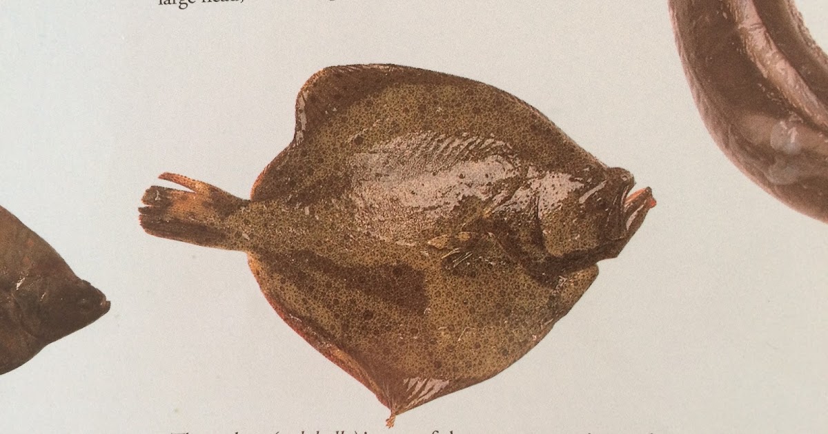 John's Blog: FLATFISH
