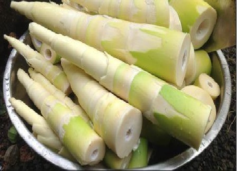 Manfaat Rebung Untuk Kesehatan Tubuh