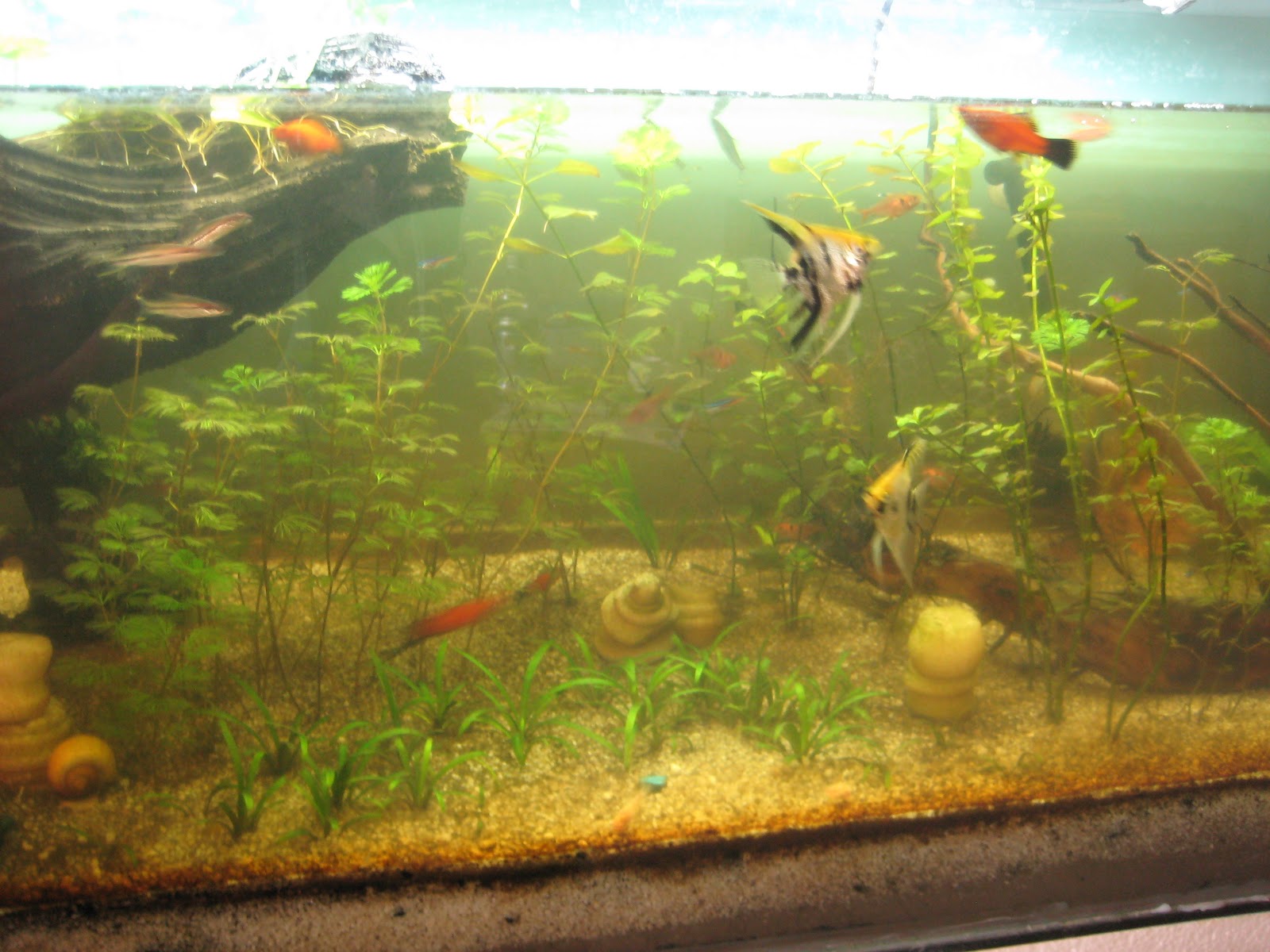 My Fresh Water Aquarium - Natural Planted Tank (Walstad Method ...