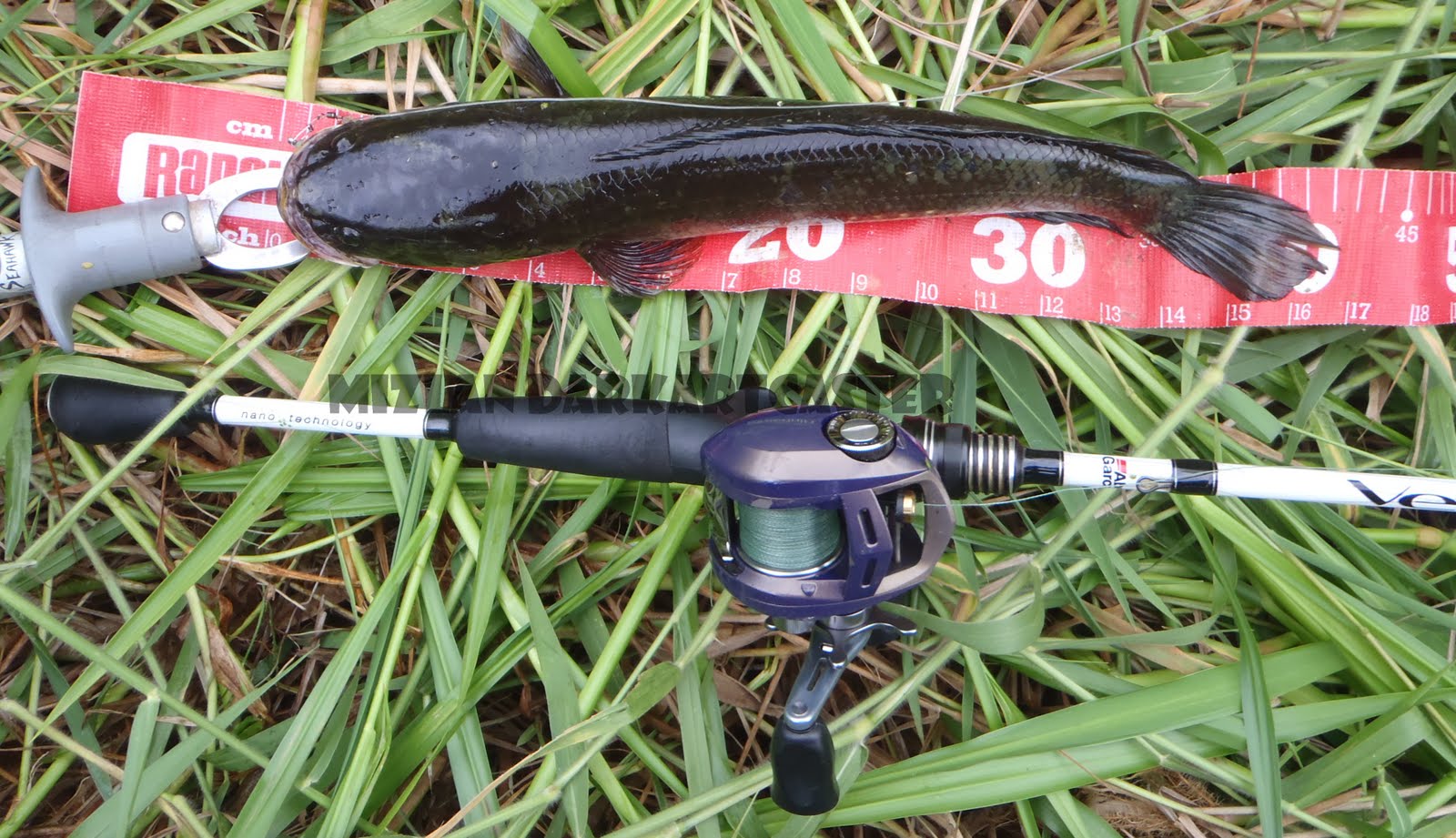 DARK ART CASTER ...The Malaysia amateur snakehead hunter: Fishzilla