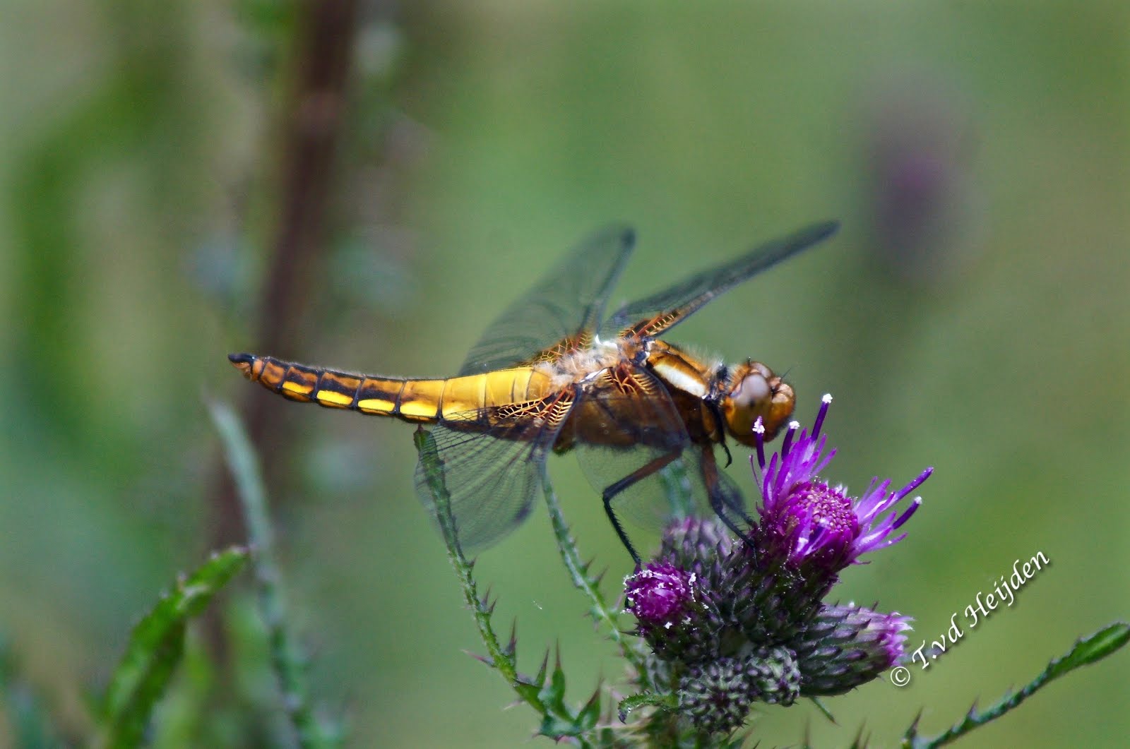 Theo’s Natuur Momenten: DE INSECTEN VAN HET KEMPEN~BROEK