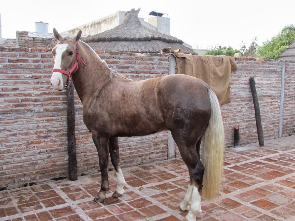 Los Caballos: Pelajes: Bayo