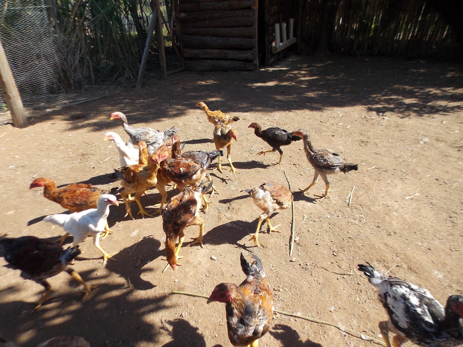 Galo Indio Gigante - Itajubá: Galo Indio Gigante