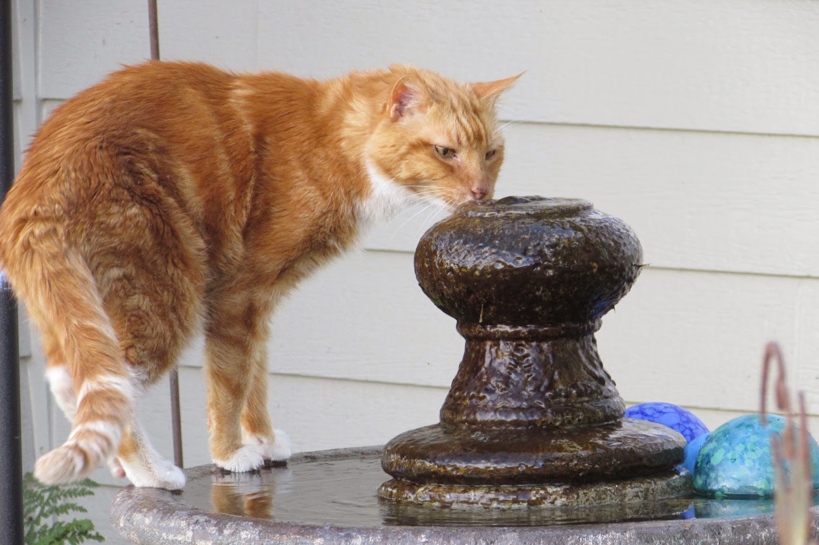 Garden Grumbles and Cross Stitch Fumbles: Feline in the Fountain
