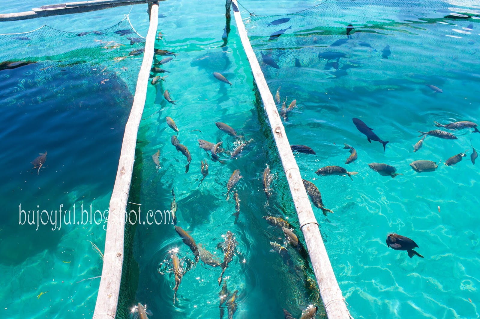 Love.Laugh.TRAVEL: Sorsogon 2016: Matnog (Juag Marine Sanctuary, Subic ...