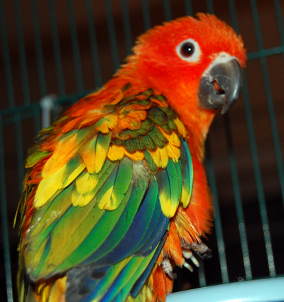 Red factor sun conure