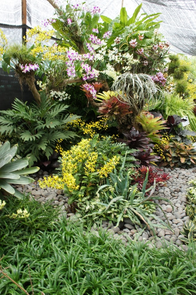 OUR PHILIPPINE TREES: Kali-kaliwang Waling-waling