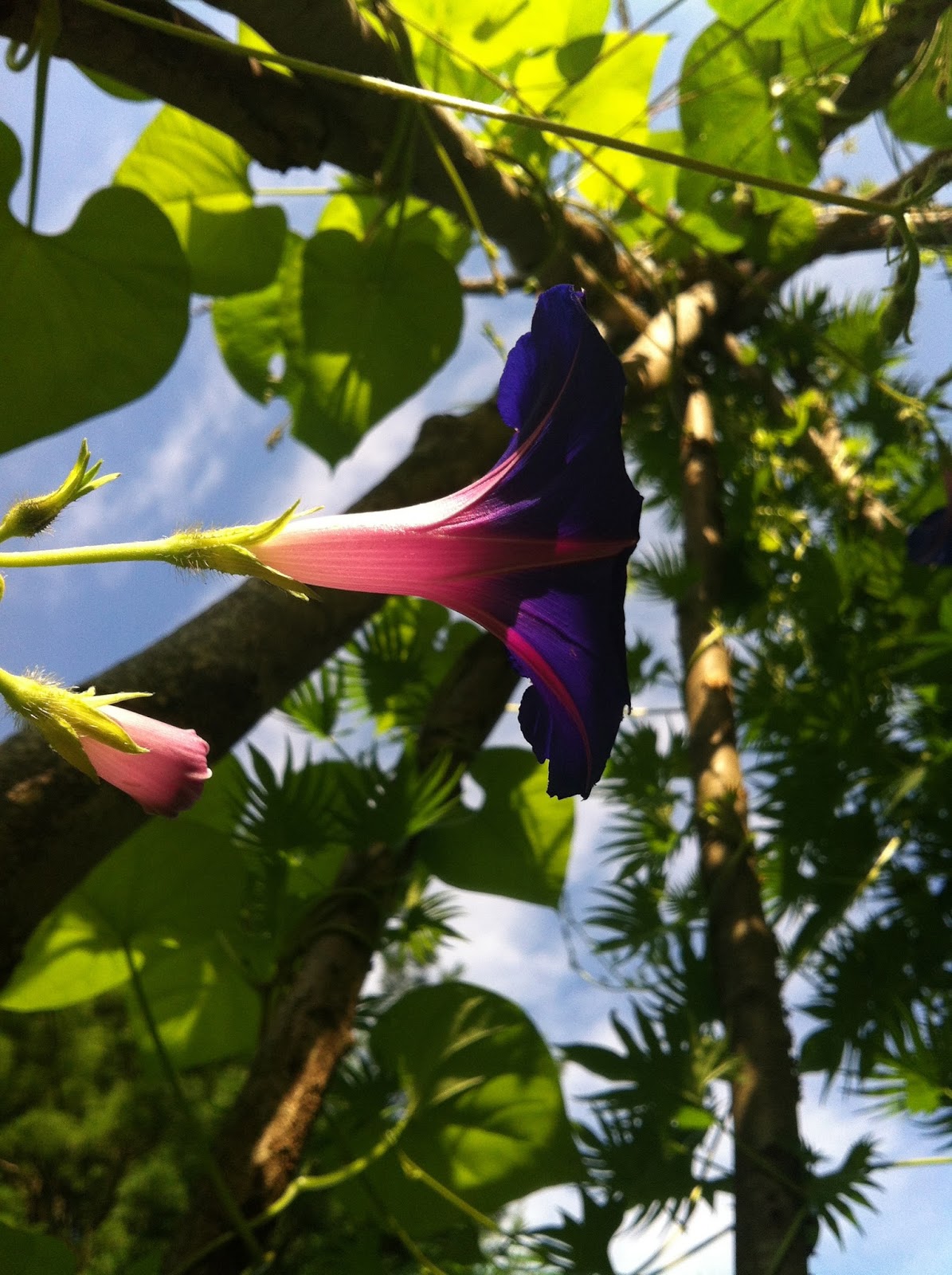 GoldFeather Blog: How I made my Tepee Garden