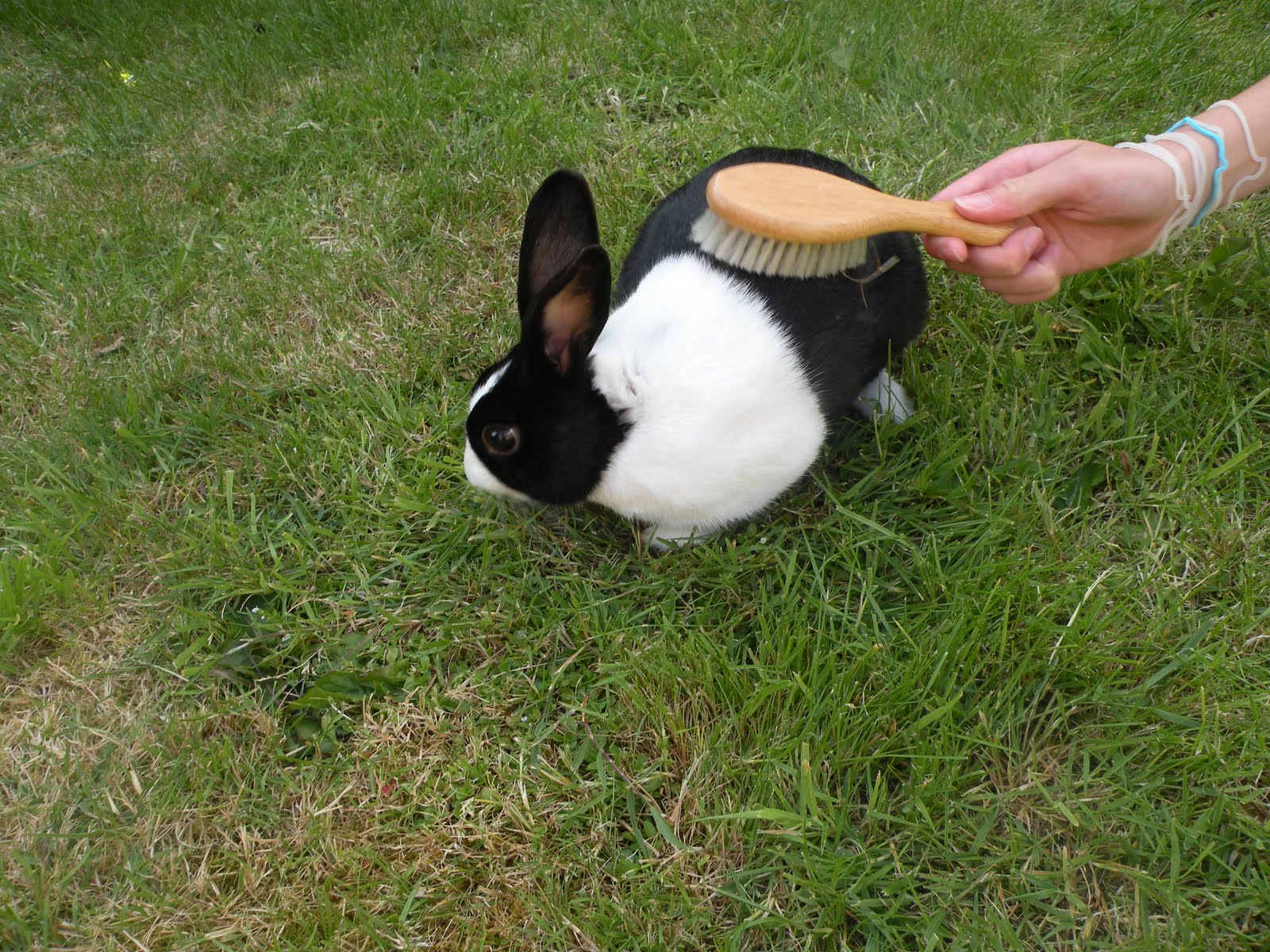 The Rabbits Blog: Grooming your Rabbit