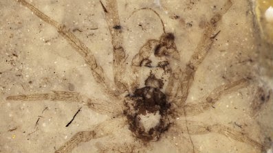 Sharks & Prehistory: PREHISTORIC INSECTS