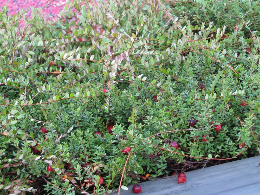 Del's Shells: An Evening with Ocean Spray
