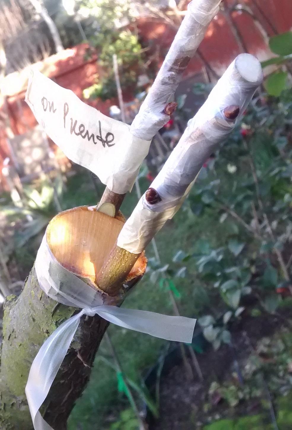 Gardening : Grafting cherry onto plum