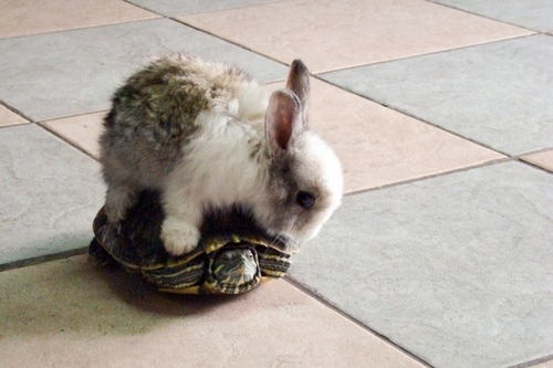 NOS PETITS FRERES LES ANIMAUX: Lapin et tortue (photos) NOS PETITS FRERES LES ANIMAUX: Lapin et tortue (photos)