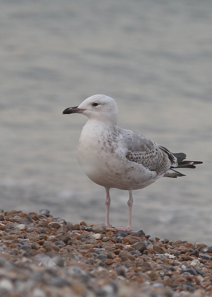 Richard Smith - Birdwatching Days Out: CASPIAN GULL, 2x 1st w & 2x 2nd ...