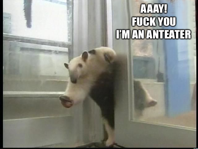 Latest Funny Pictures: Funny Giant Anteater Images