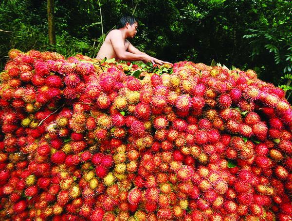 Rambutan Binjai