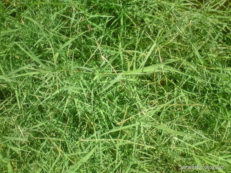 be creative, think nature and truth. My mobile blog: Cynodon dactylon ...