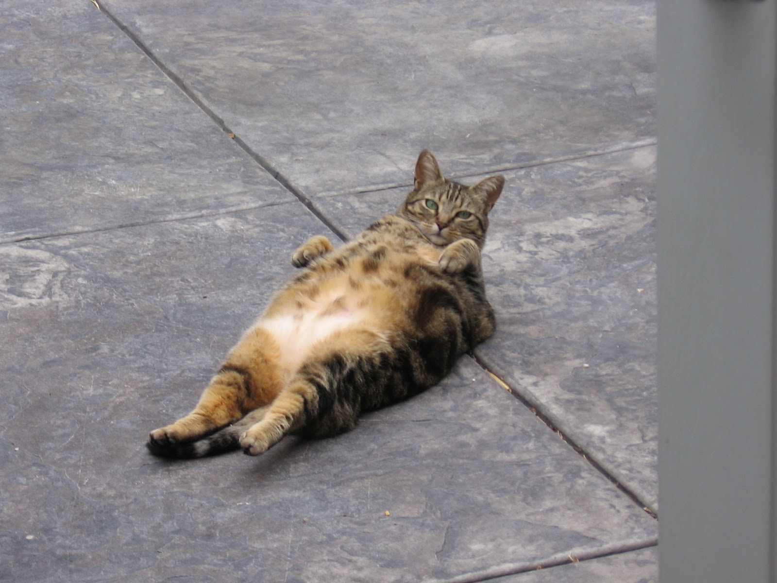 Funny Image Collection: Very funny cat pictures funny captions and cat ...