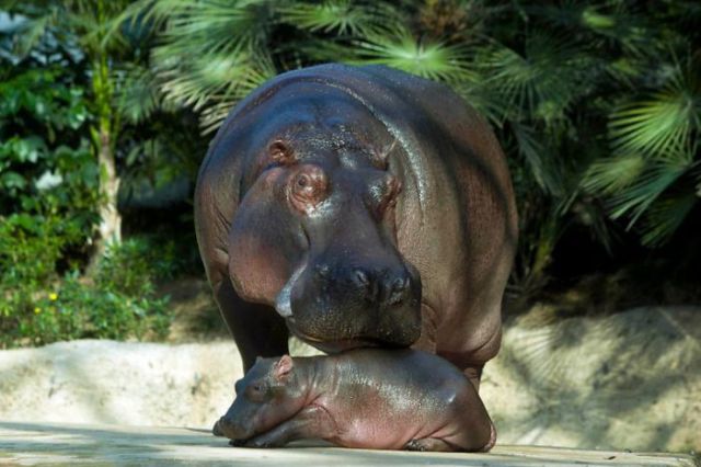 Funny Cool Pictures: Cute Baby Hippo