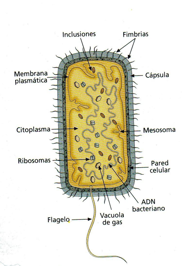 La organización del cuerpo humano: La célula procariota