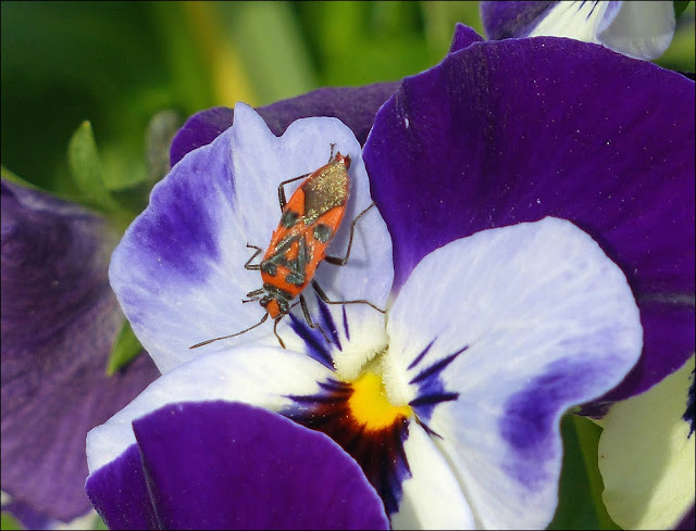 Wild and Wonderful: June 2015