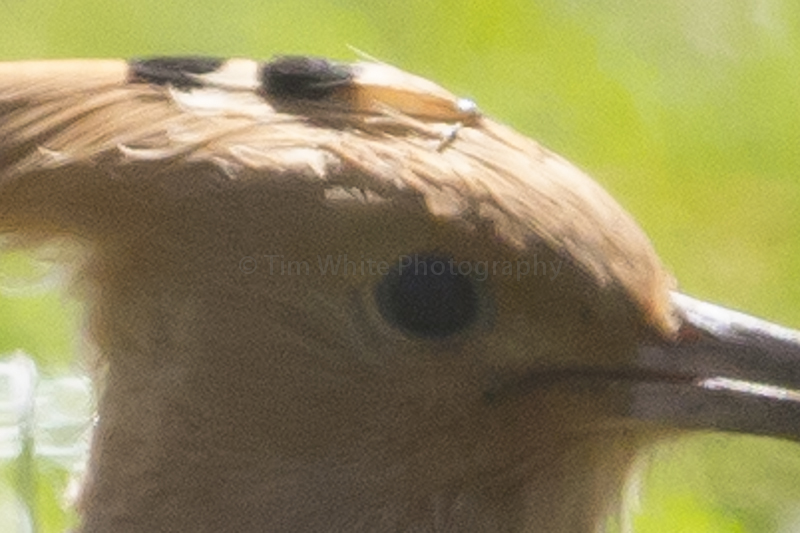 Colyton Wildlife: Taking sharp photos - birds