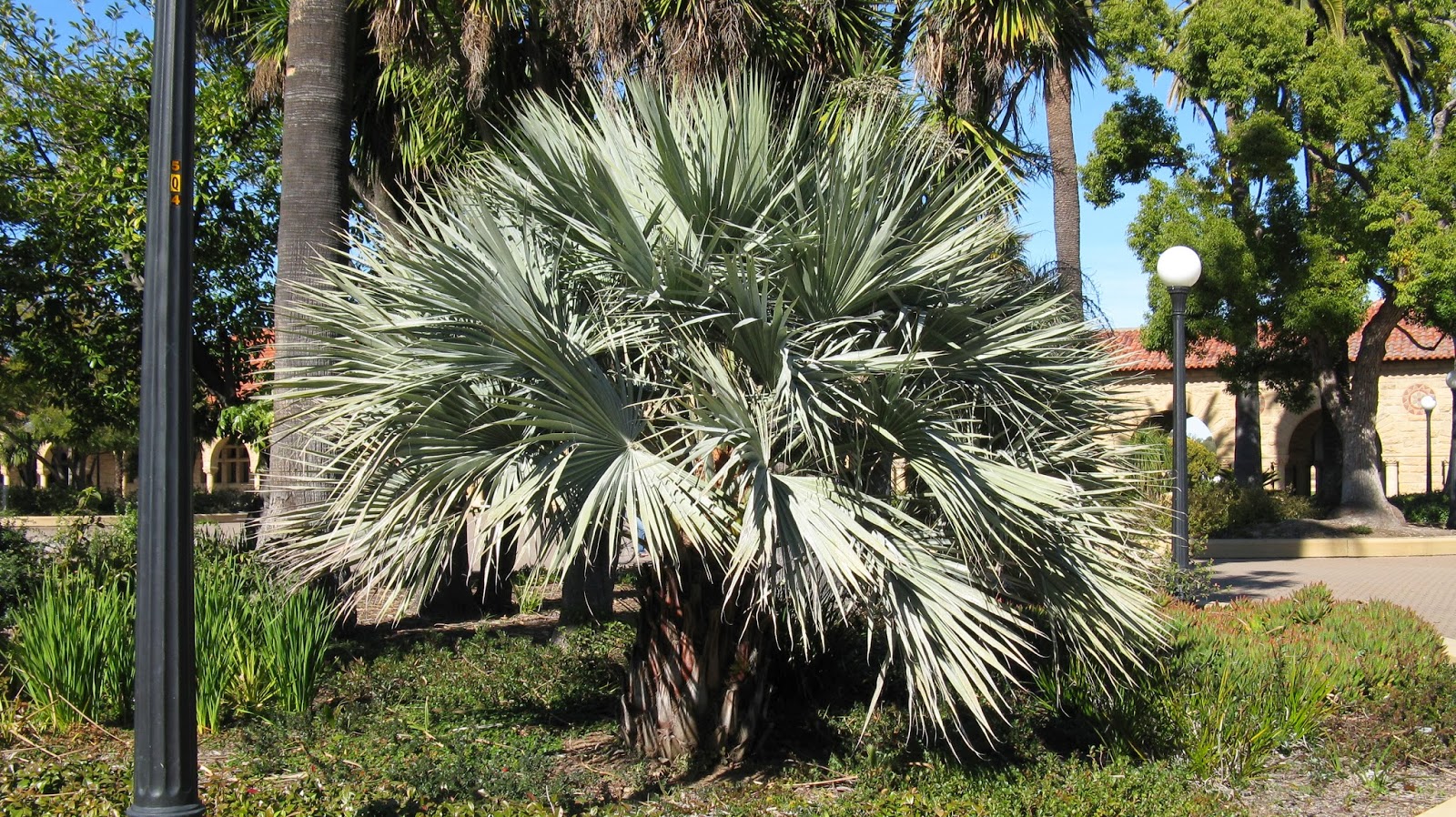 Trees of Santa Cruz County: Brahea armata - Blue Hesper Palm