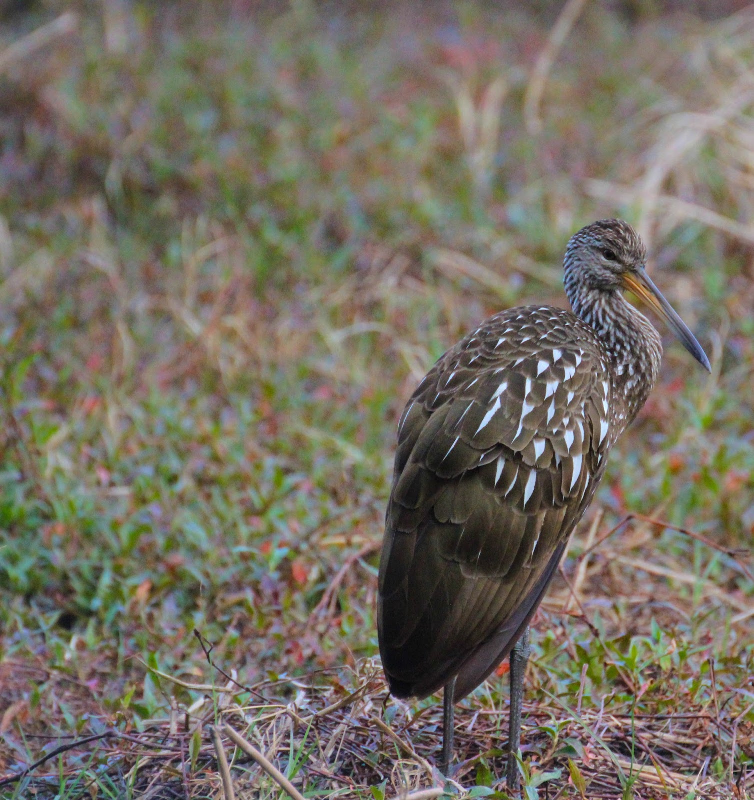 Cannundrums: Limpkin