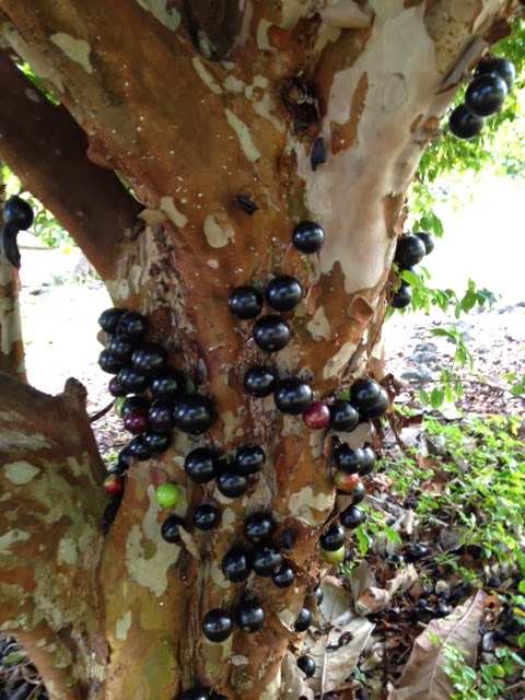 Garden Guy Hawaii: Jaboticaba