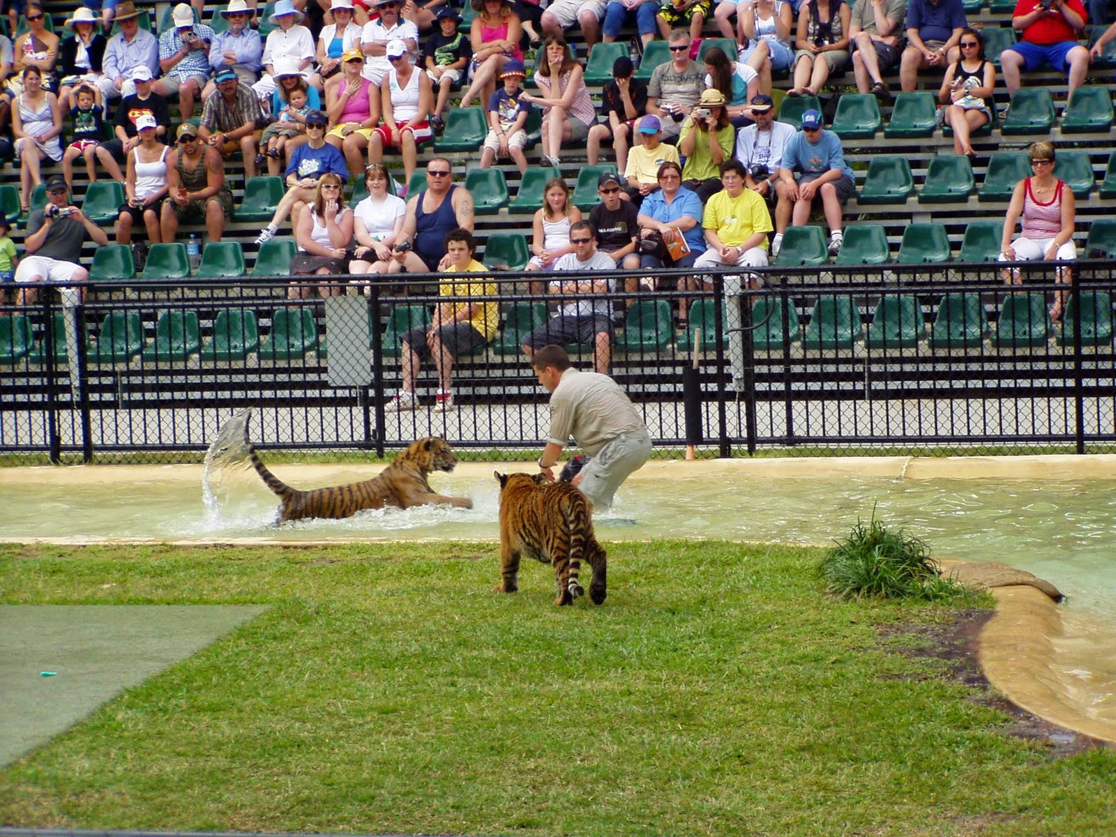 Home for Homeless - Project Tiger - Save Them: Comparison of Zoo