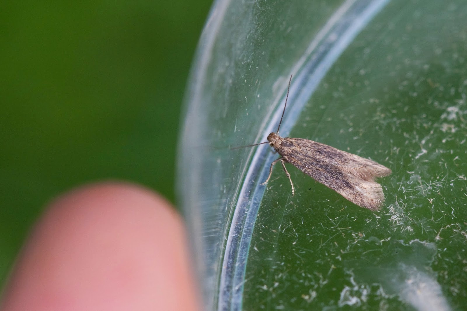 Glamorgan Moth Recording Group: Cadoxton Ponds