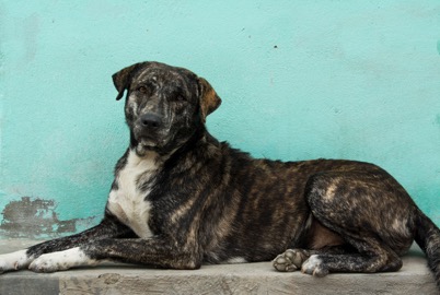 The Road to the Mangal Bazar