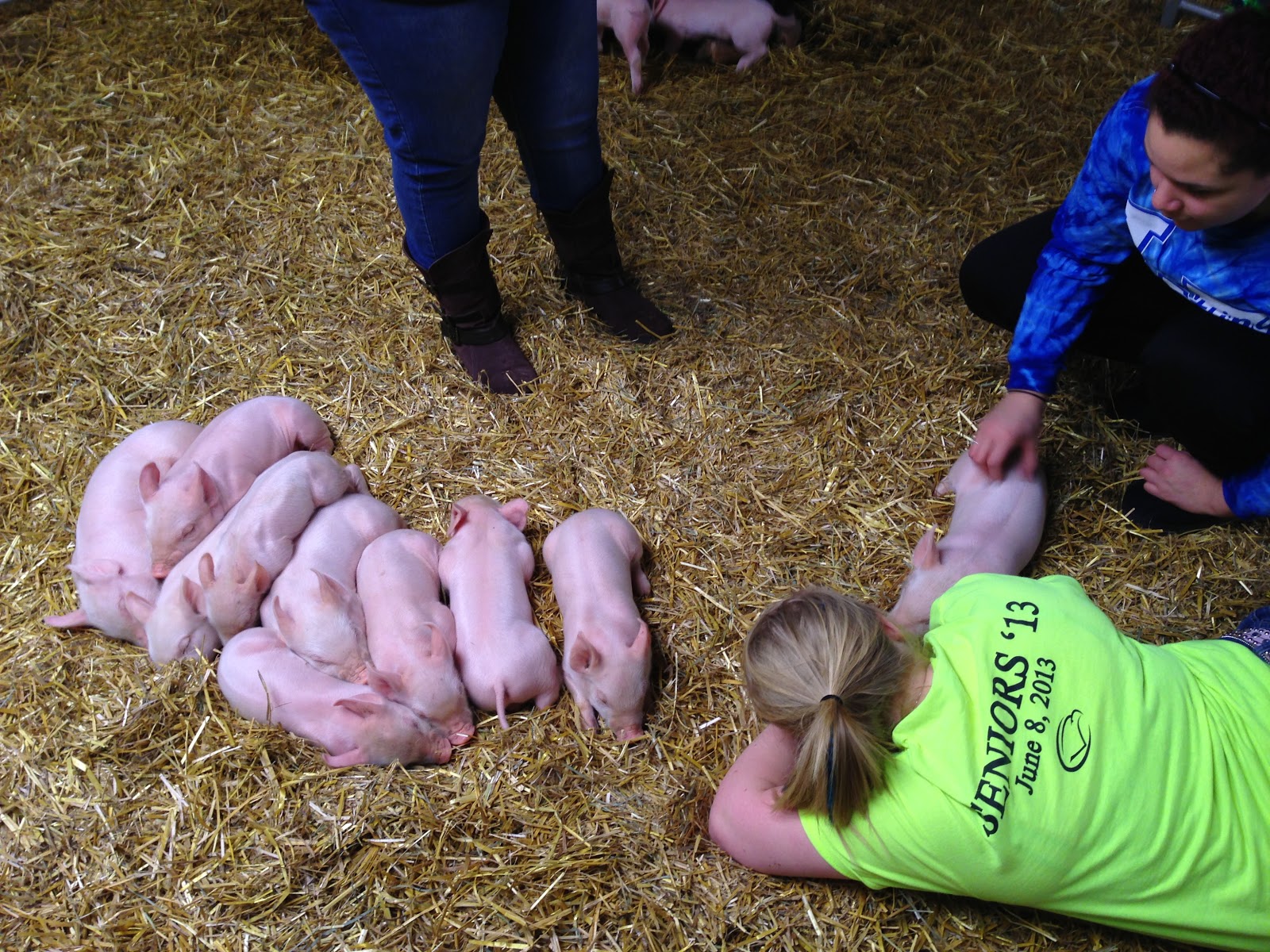 Peaches the Pig: Days 14-16: From Boars to Barrows...