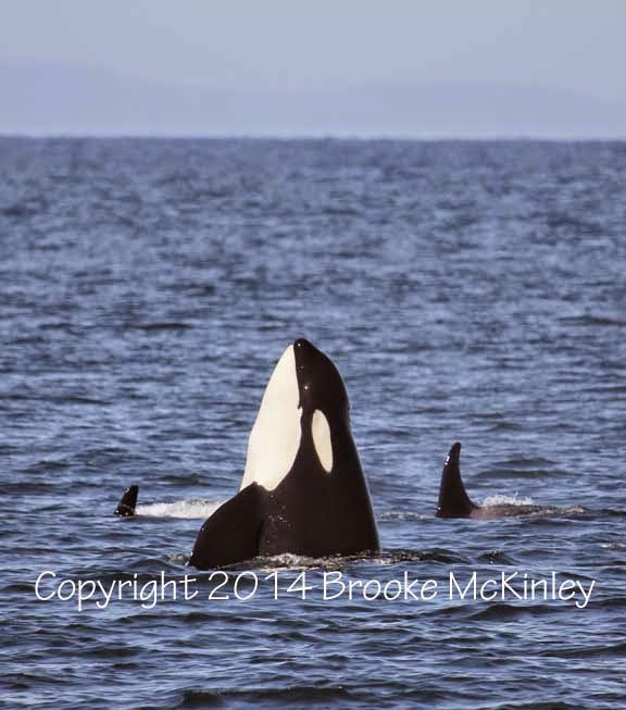 Island Adventures Whale Report: Orcas all over the Salish Sea!