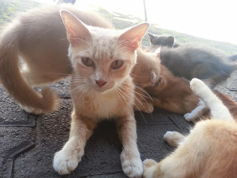 Jual Anak Kucing Kampung Mix Lucu di Jakarta | merymomo