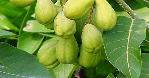 අරළු [Aralu] (Terminalia Chebula‌) ~ අපේ ඔසුපැළ Medicinal Plants of Sri ...