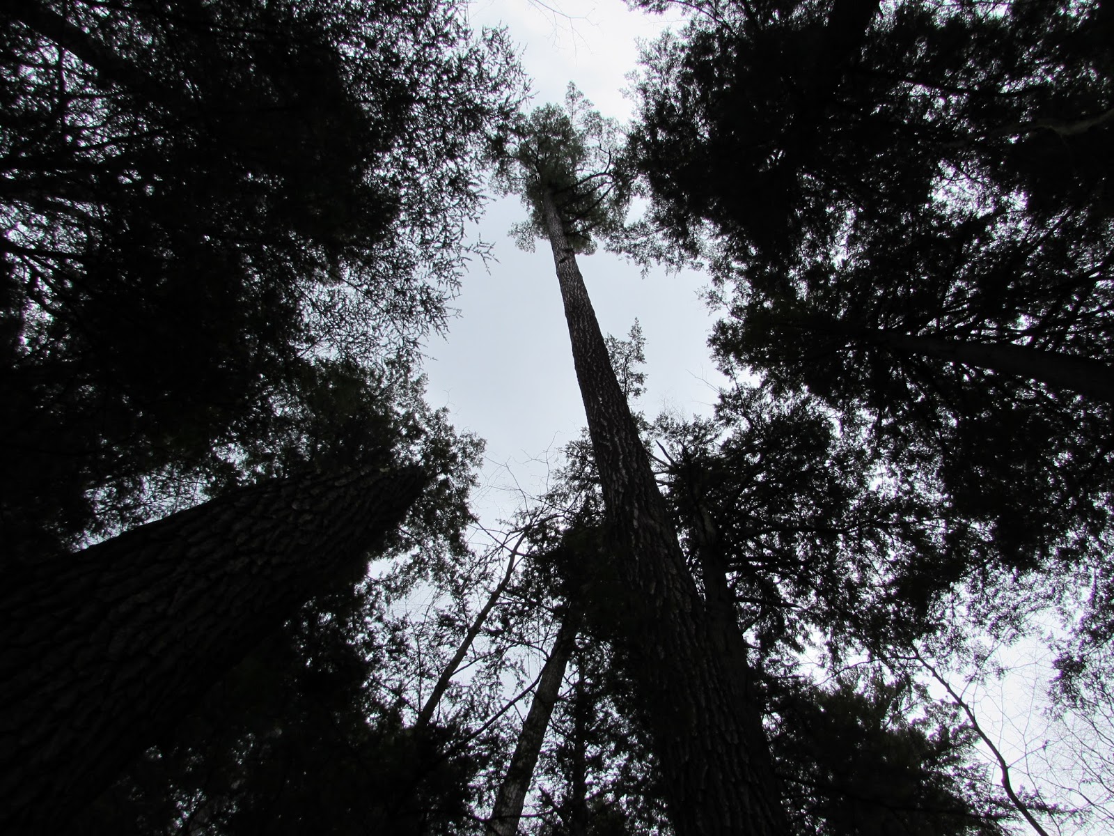 Cook Forest State Park: Tranquil Old Growth Forest, the Clarion River ...