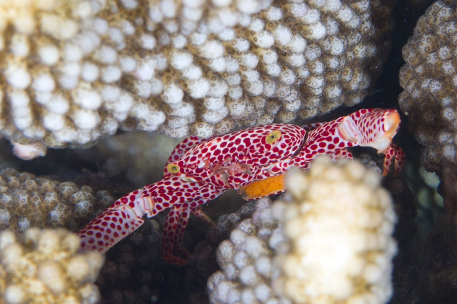Real Monstrosities: Red-spotted Guard Crab