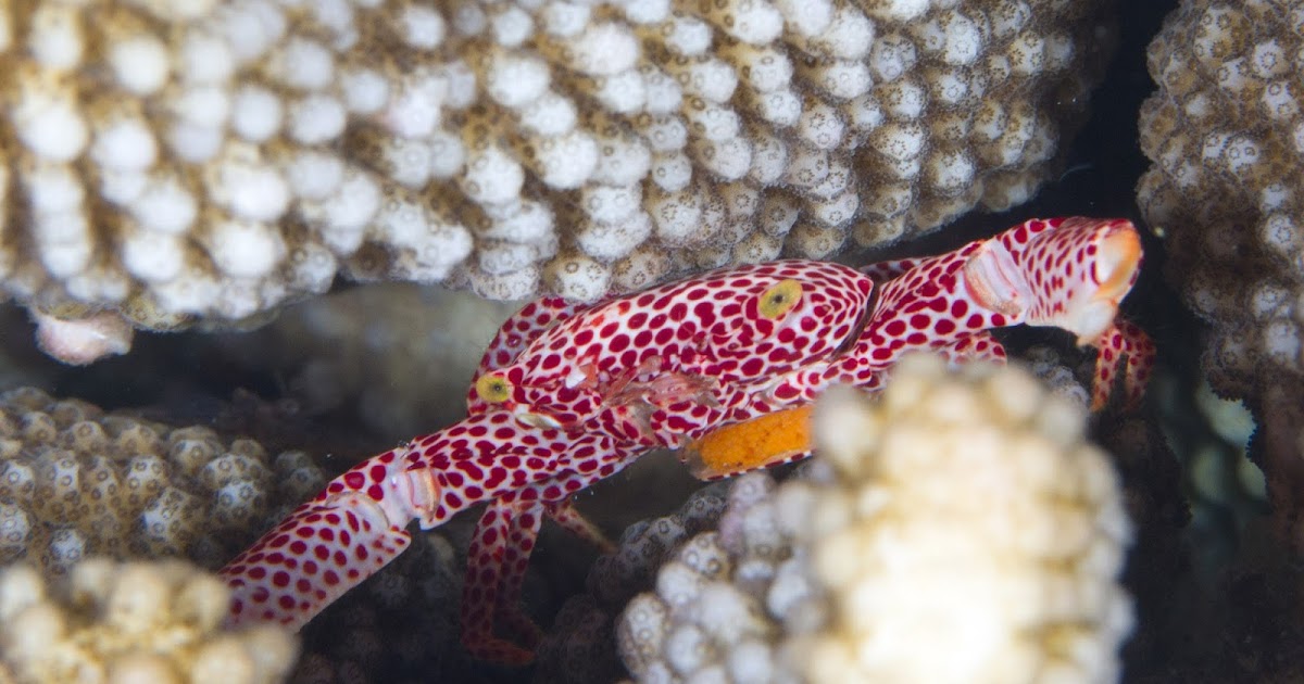 Real Monstrosities: Red-spotted Guard Crab
