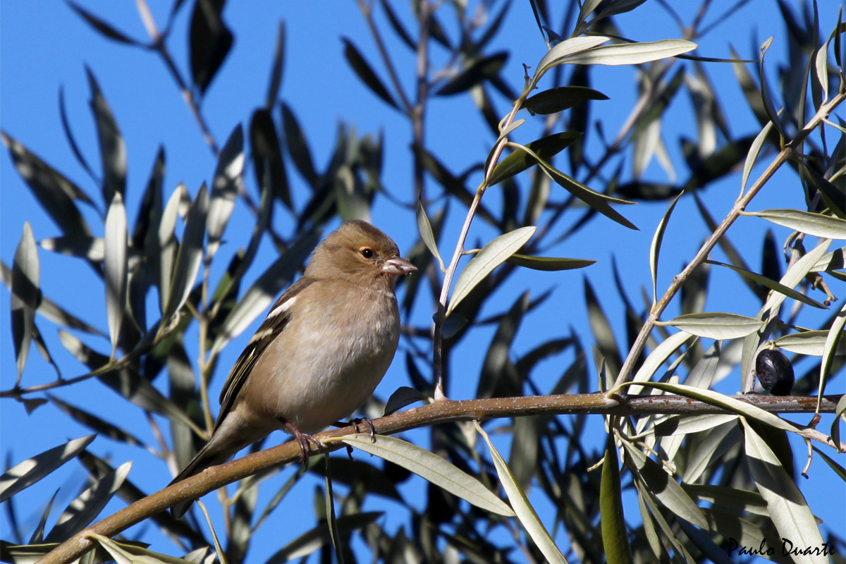 A arte de debicar: O tentilhão mais comum...