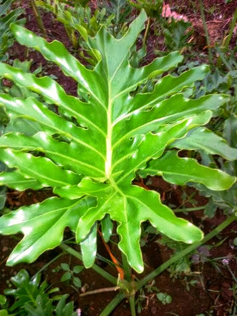 JUAL BIBIT,DAUN, POHON PHILODENDRON