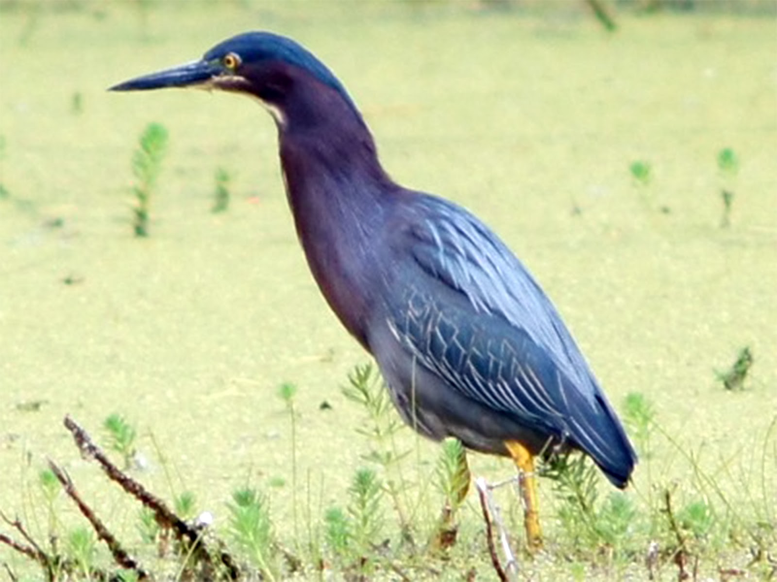 The Nature of Framingham: Sweet Southern Birds!