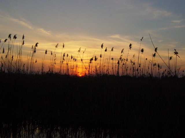 Delta Dunarii: Flora