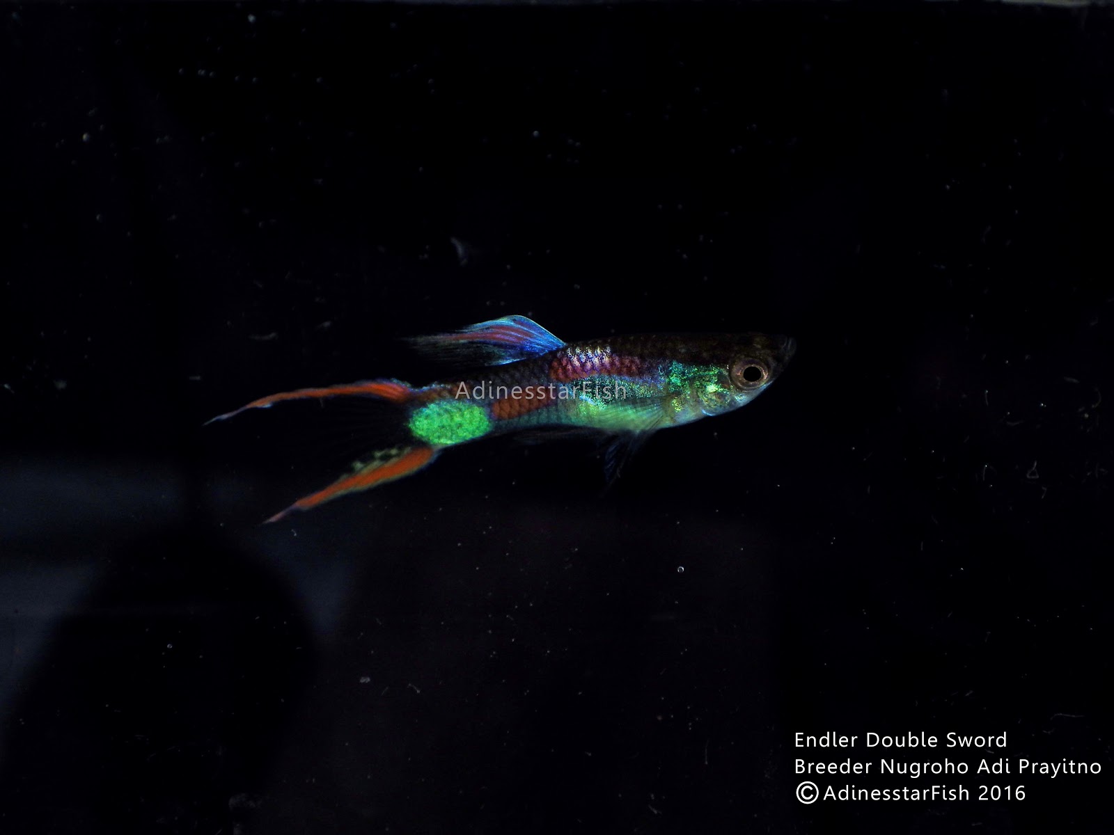 Endler Double Sword Tail | Adinesstar Tropical Fish Shop
