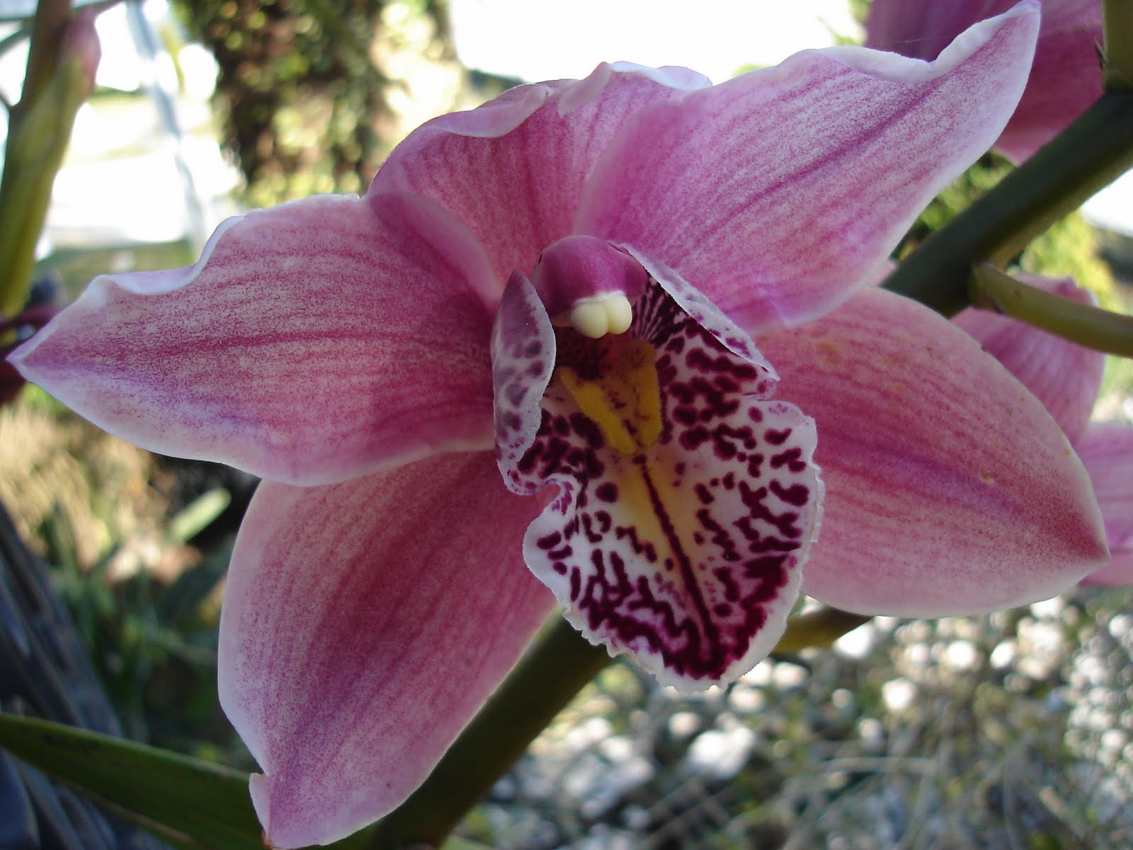 O Canteiro da Mimi: Cymbidium Lillian Stewart