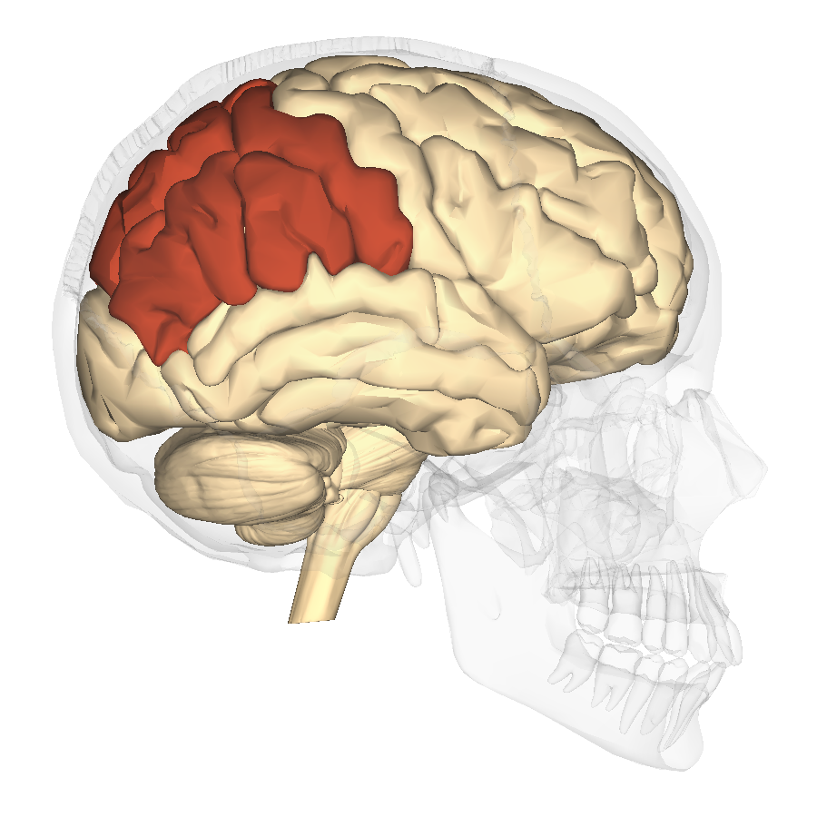CCC Introduction to Psychology: The Parietal Lobe by Julie Nelms