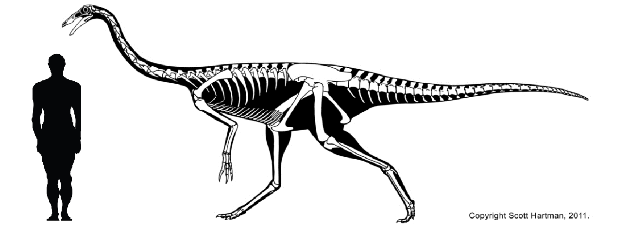Gallimimus Size